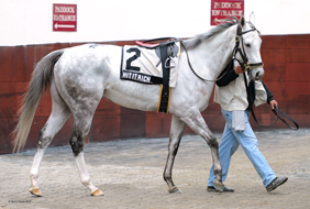 THOROUGHBRED RACING PHOTOS BY EQUINE PHOTO-ART 2012
