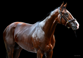 THOROUGHBRED RACING PHOTOS BY EQUINE PHOTO-ART 2012