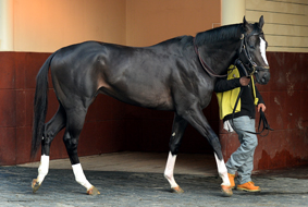 THOROUGHBRED RACING PHOTOS BY EQUINE PHOTO-ART 2013 PAGE