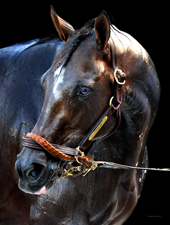 THOROUGHBRED RACING PHOTOS BY EQUINE PHOTO-ART 2013 PAGE