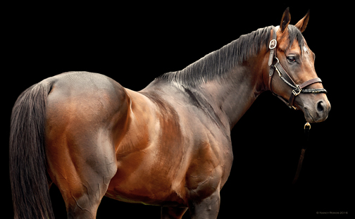 THOROUGHBRED RACING PHOTOS BY EQUINE PHOTO-ART